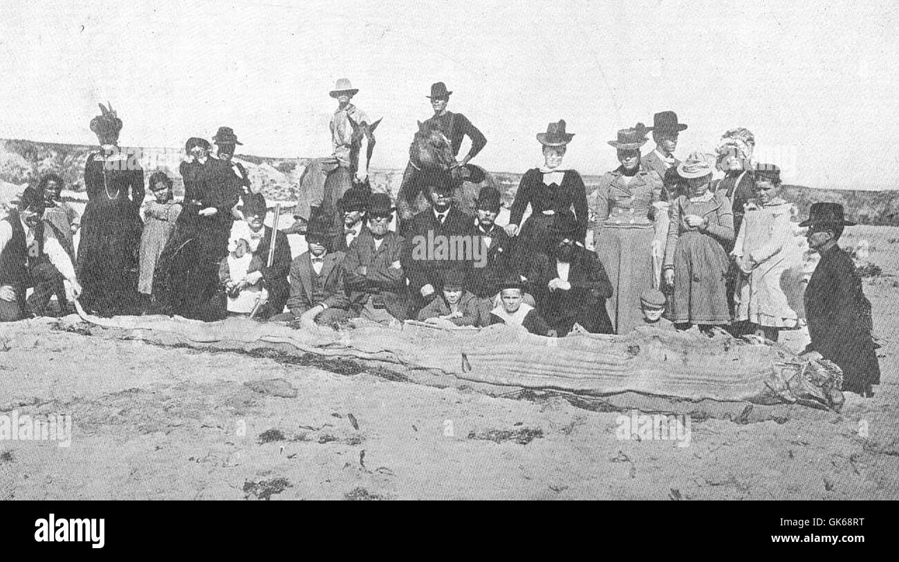 51649 Oarfish, Regalecus russelli, on the beach at Newport, Orange Co ...