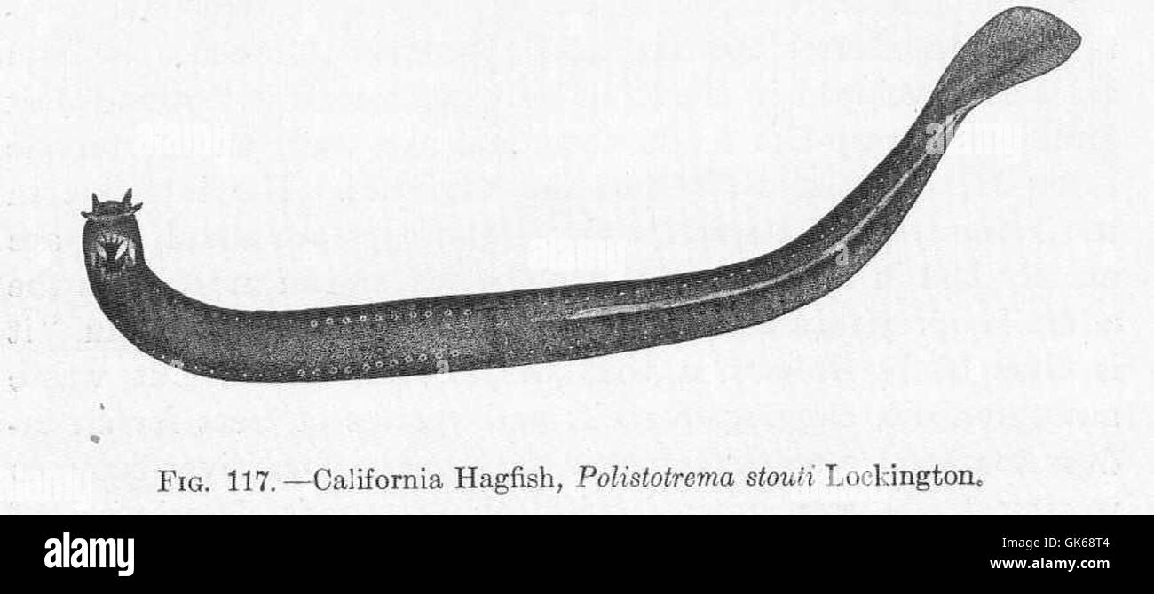 Deep sea hagfish hi-res stock photography and images - Alamy