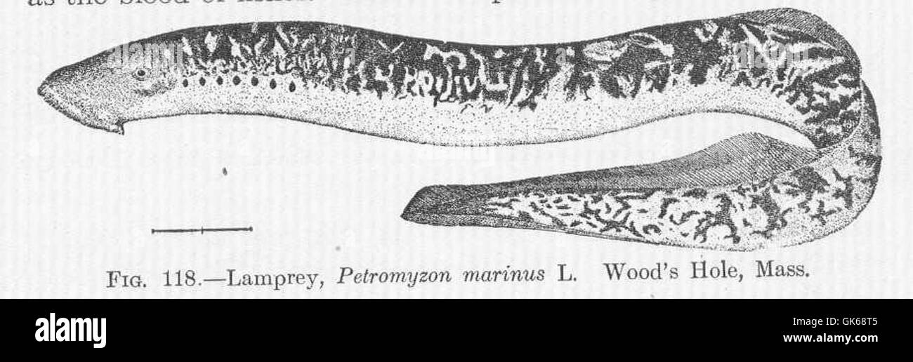 Petromyzon marinus, or the sea lamprey, is a parasitic fish found in ...