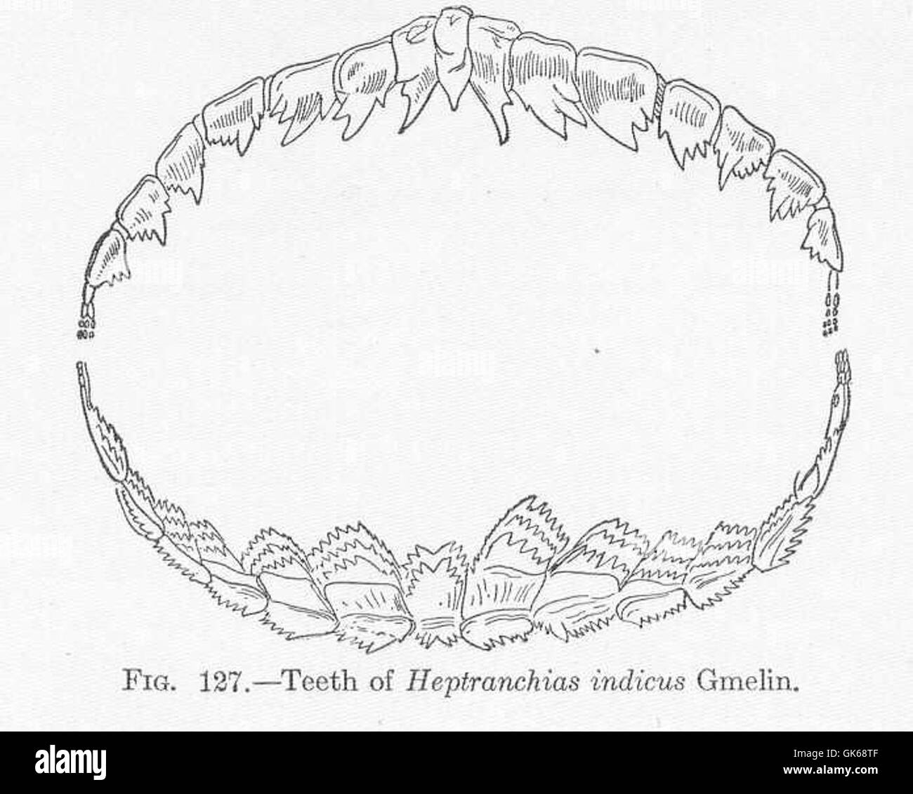 Teeth of Heptranchias inducus, commonly known as the sixgill shark, a ...