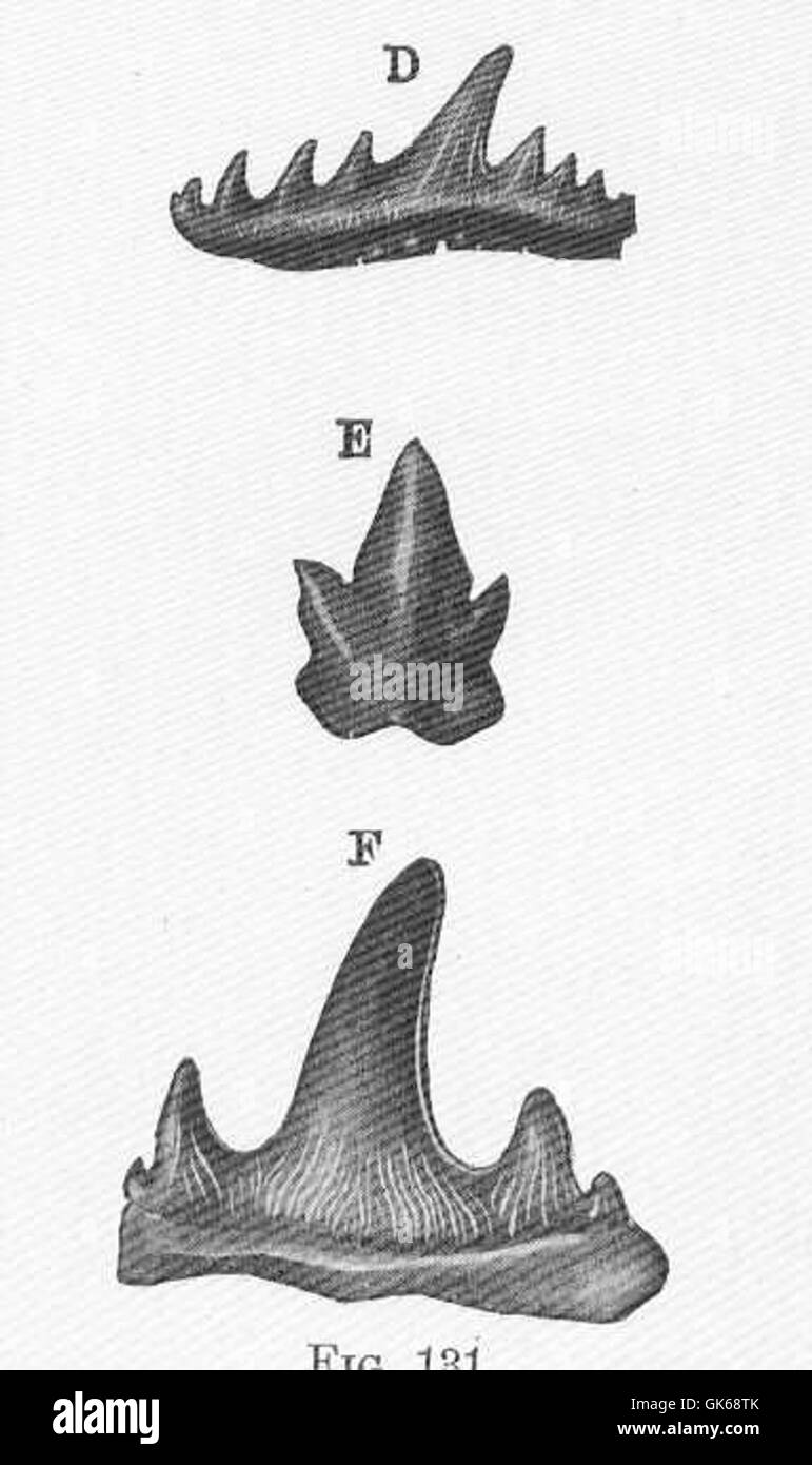 This image depicts the teeth of several extinct shark species ...