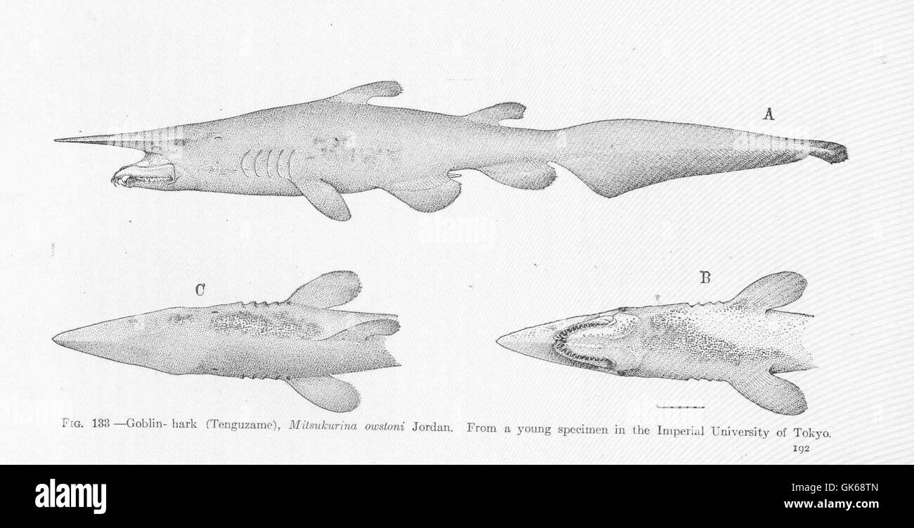 Mitsukurina owstoni, also known as the Goblin Shark, is a deep-sea ...
