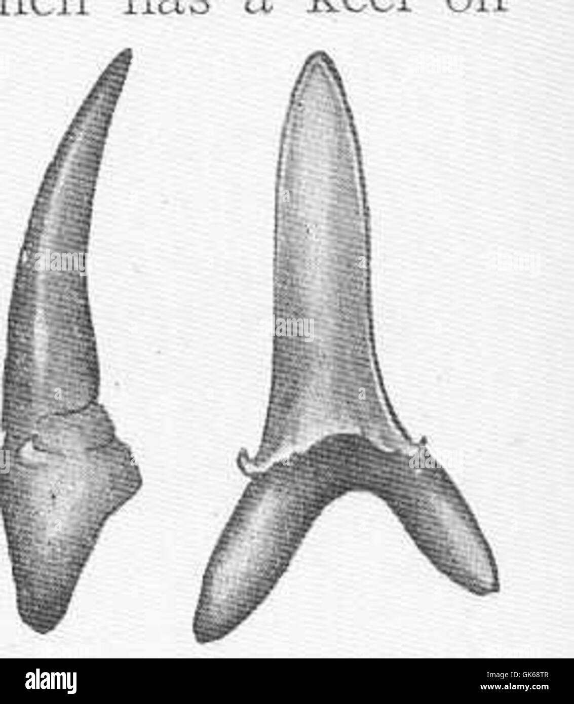 51672 Tooth of Lamna cuspidata Agassiz Oligocene Family Lamnidae Stock ...