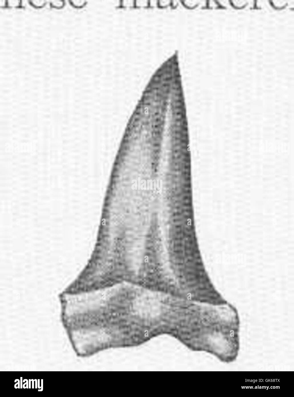 The tooth of Isurus hastalis, a species of ancient shark, is from the ...
