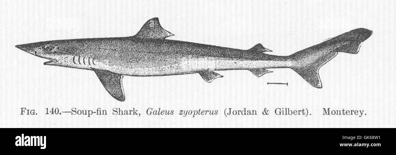 51677 Soup-fin Shark, Galeus zyopterus (Jordan & Gilbert) Monterey ...