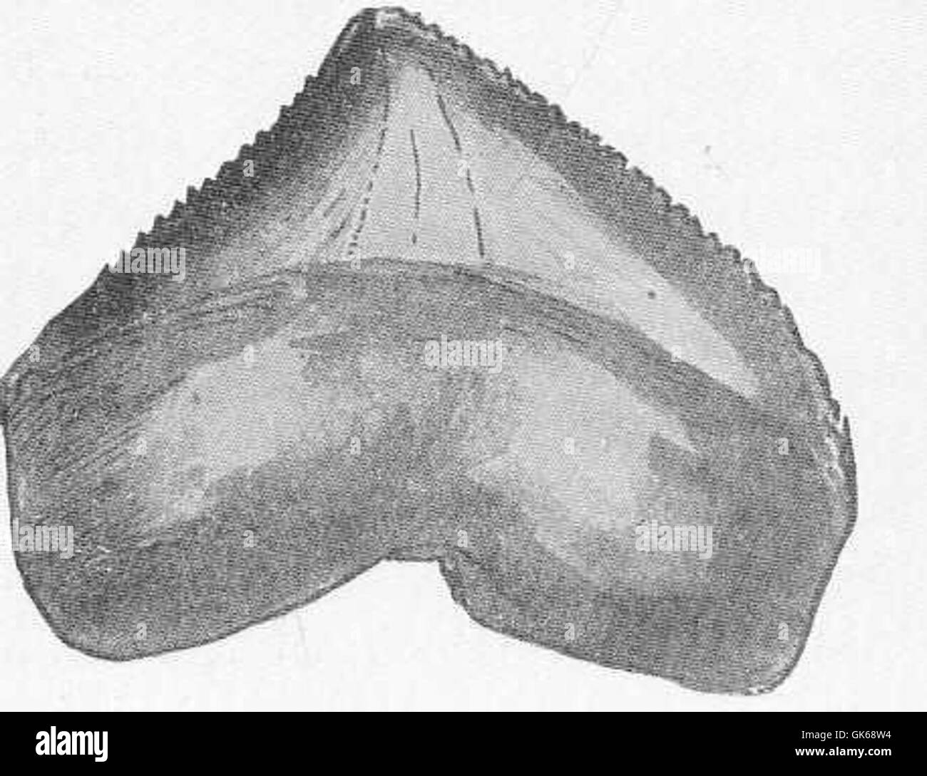 The teeth of Corax pristodontus, a species of prehistoric fish, are ...