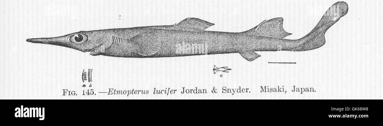 Shark sea creatures underwater Black and White Stock Photos & Images ...