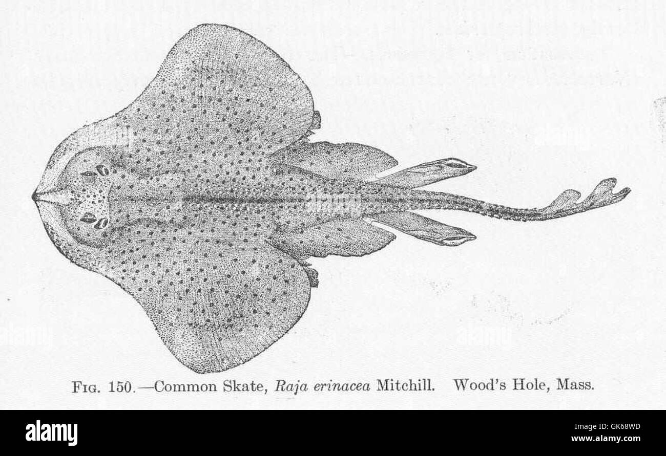 51687 Common Skate, Raja erinacea Mitchill Wood's Hole, Mass Stock ...