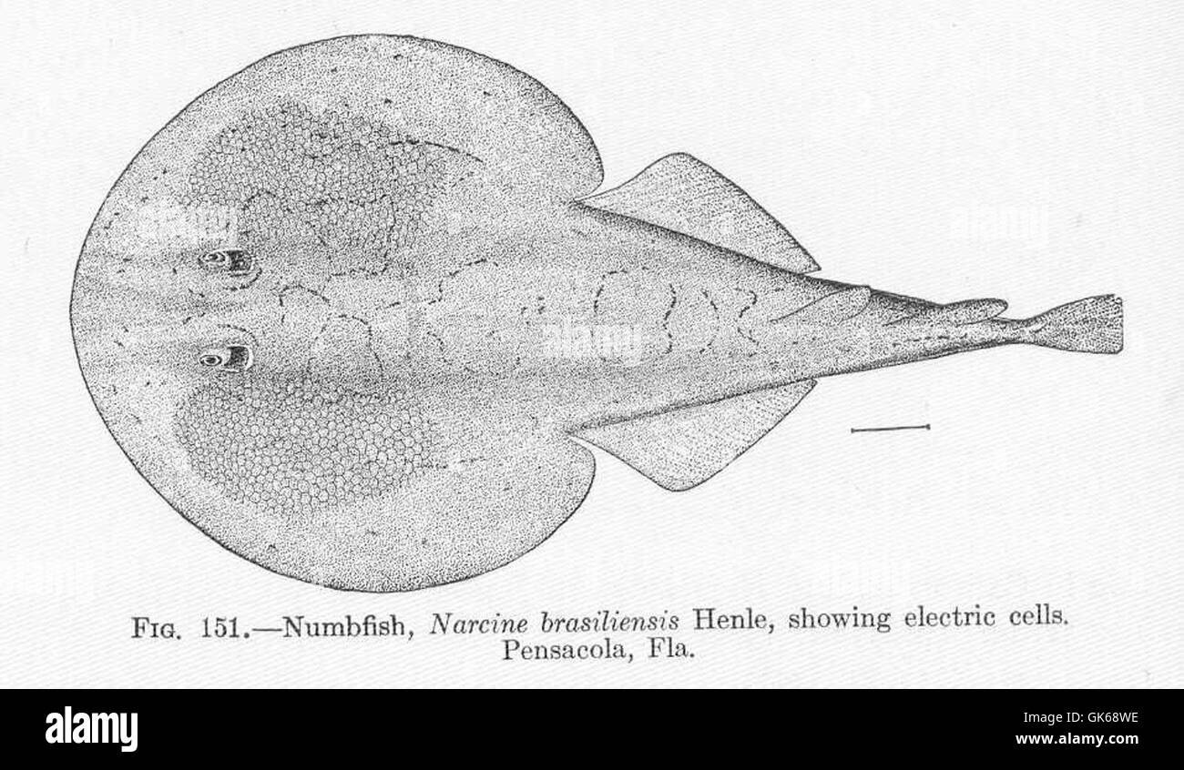 *Narcine brasiliensis*, commonly known as the numbfish, is known for ...