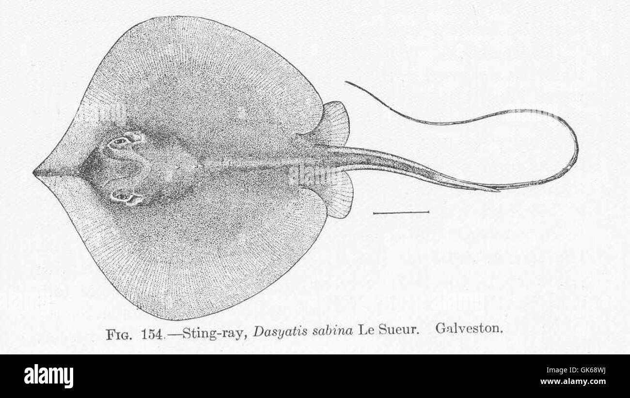 Stingray barb hi-res stock photography and images - Alamy