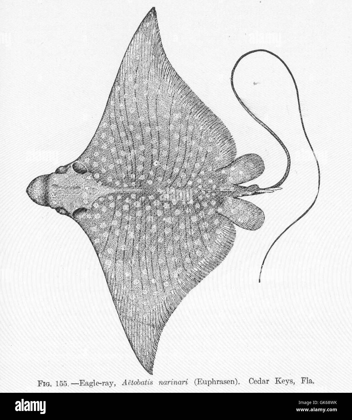 Eagle rays florida hi-res stock photography and images - Alamy