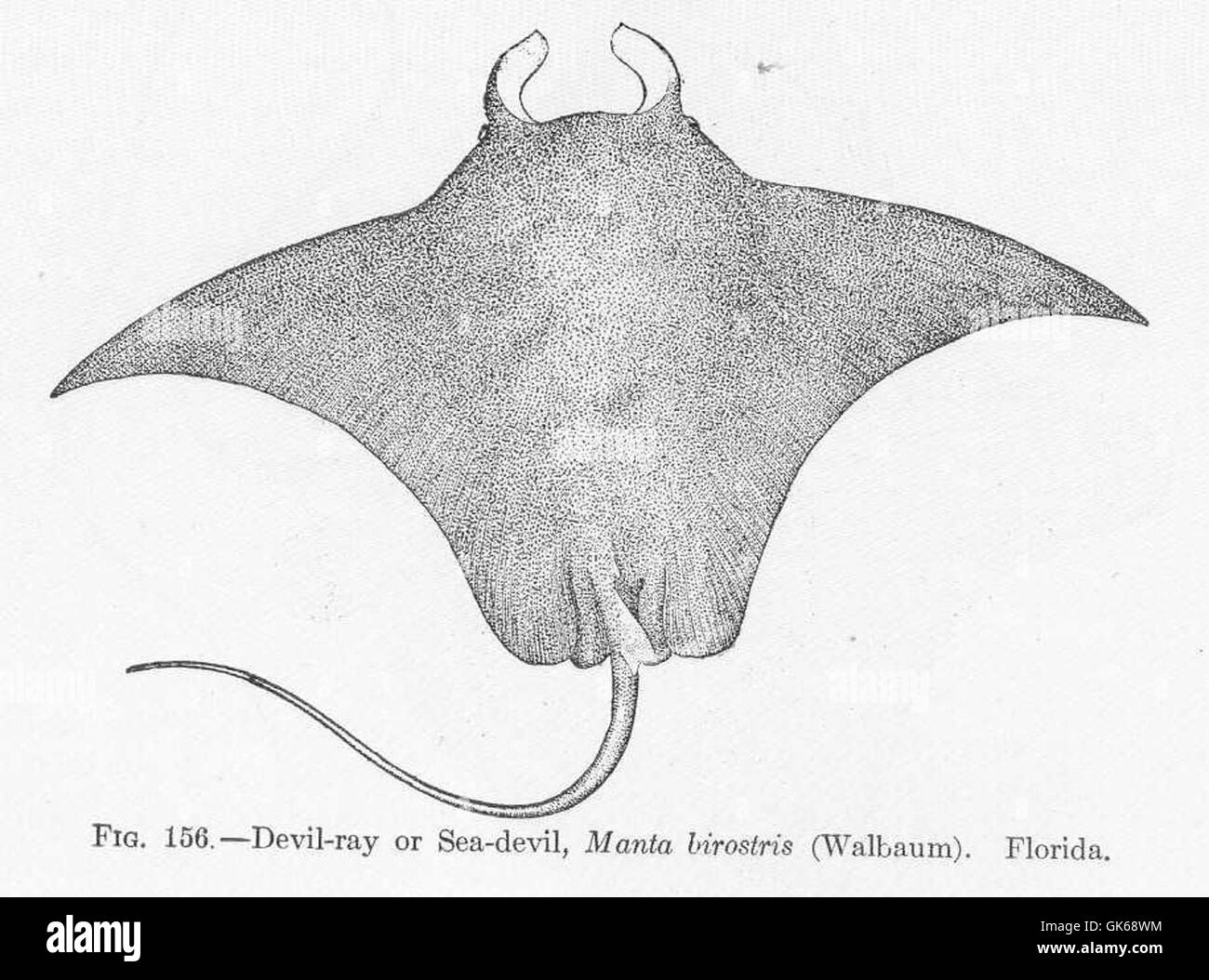 Devil ray florida hi-res stock photography and images - Alamy