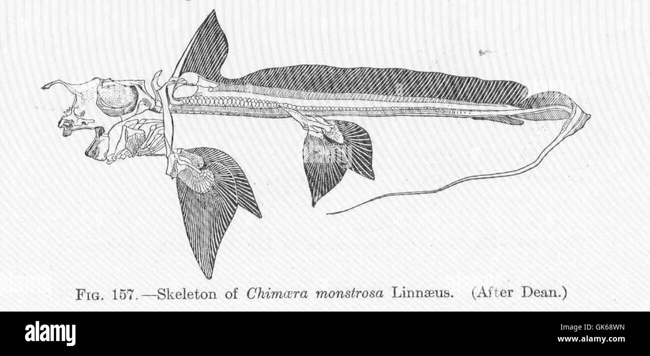 Fish skeleton anatomy Black and White Stock Photos & Images - Alamy