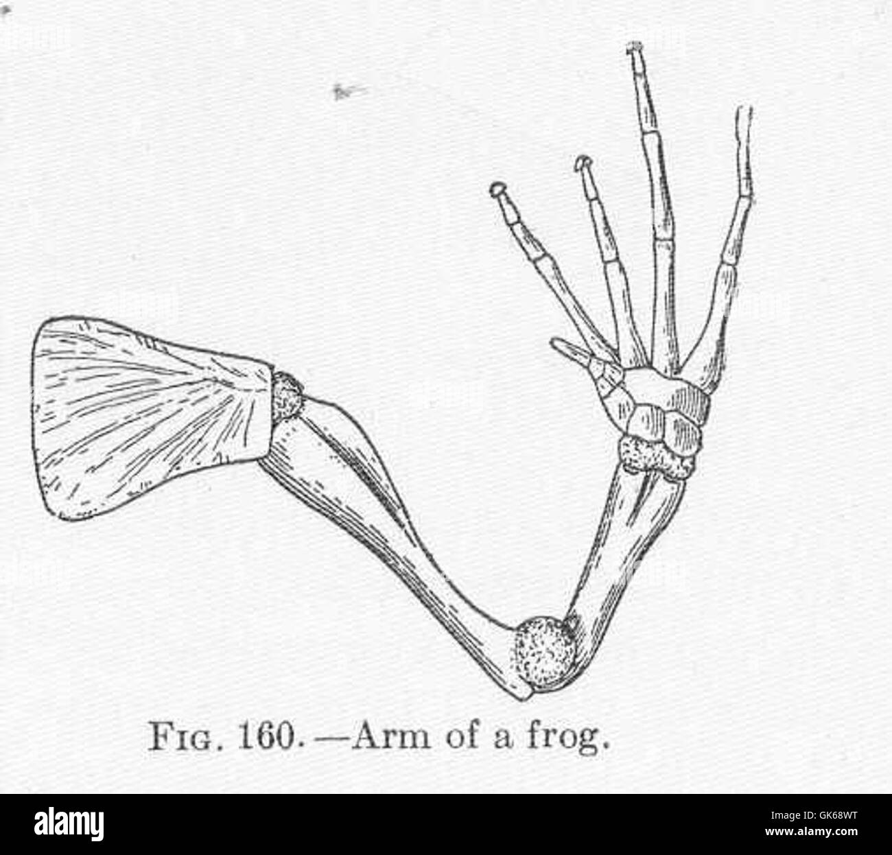 51697 Arm of a frog Stock Photo - Alamy