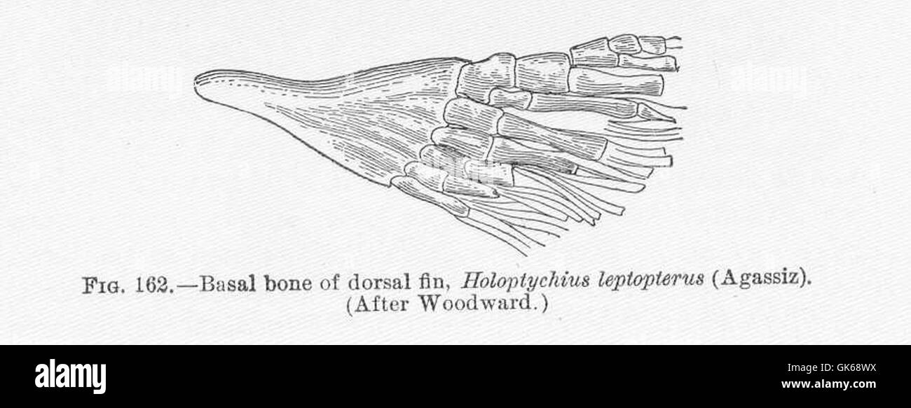 The basal bone of the dorsal fin of *Holoptychius leptoferus*, an ...