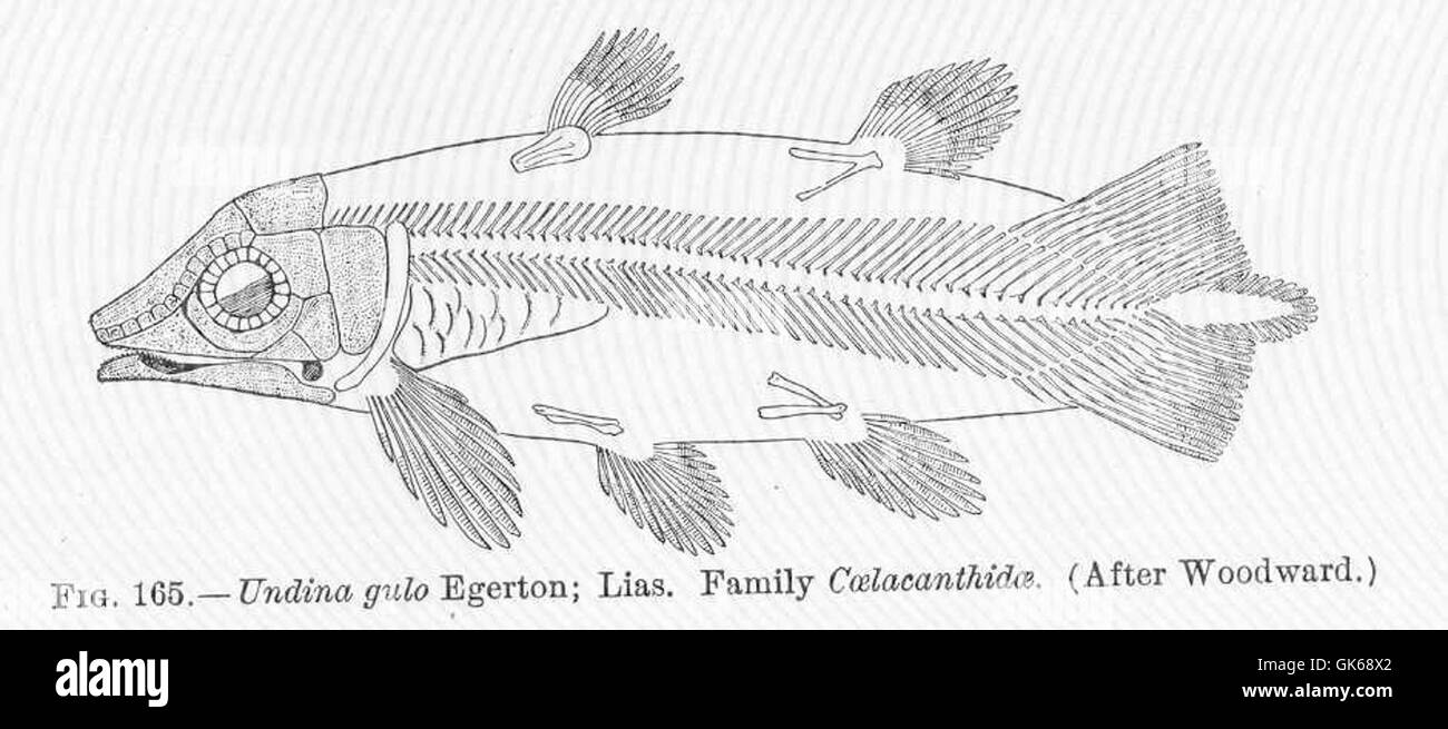 Evolution of prehistoric species Cut Out Stock Images & Pictures - Alamy