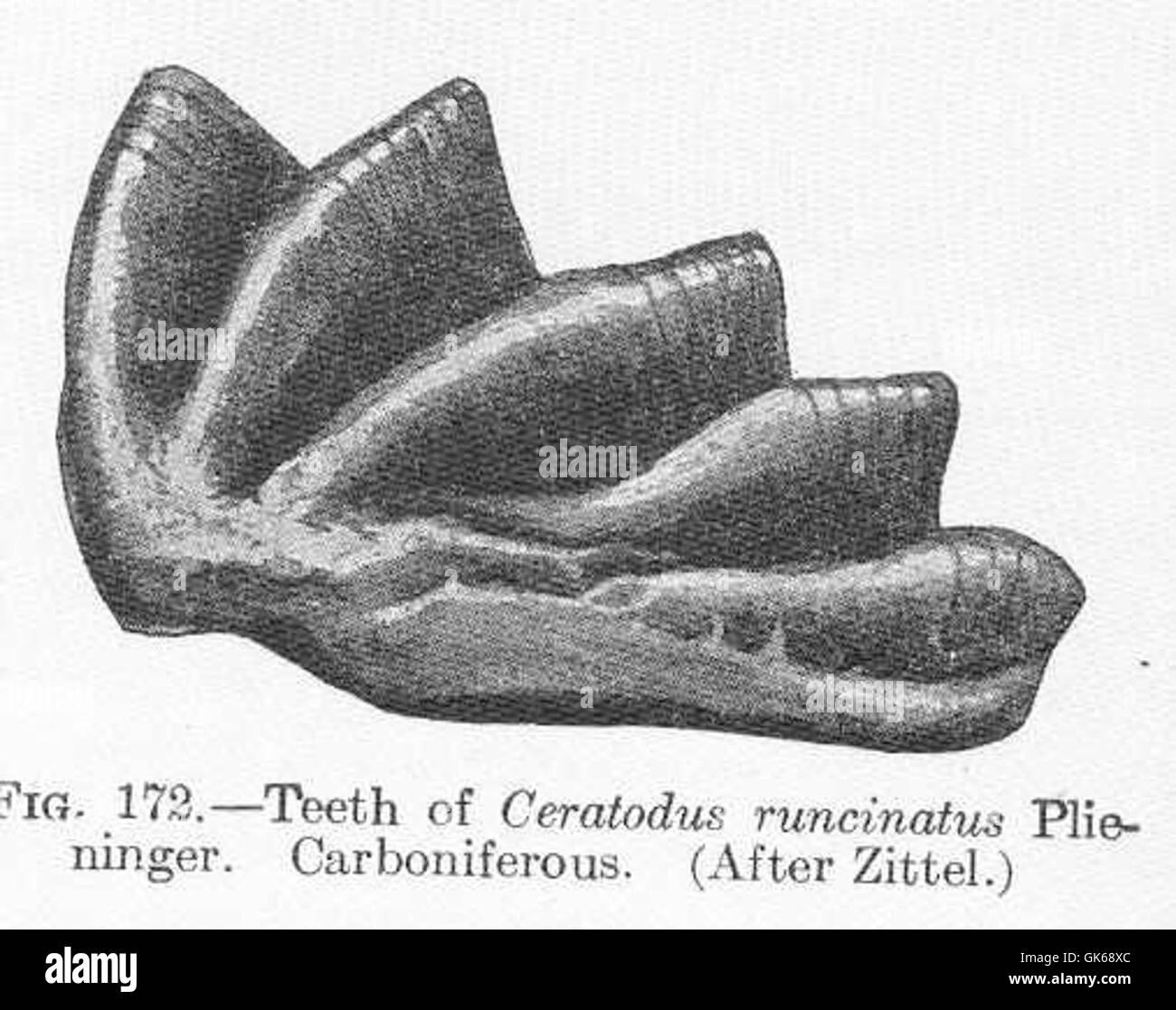 This image shows the teeth of Ceratodus runcinatus, an extinct species ...