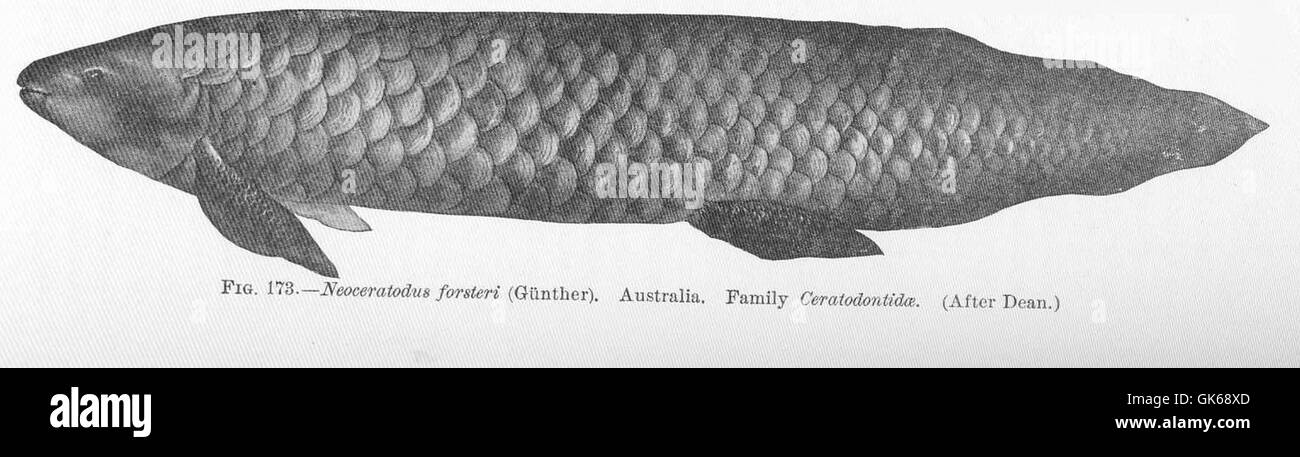 Lungfish australia hi-res stock photography and images - Alamy