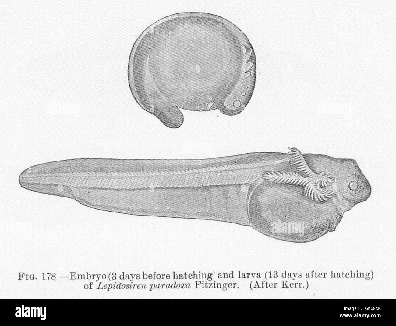 This image shows the embryo and larva of Lepidosiren paradoxa, a ...