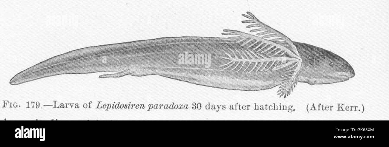 The larva of Lepidosiren paradoxen, a species of lungfish, is shown 30 ...