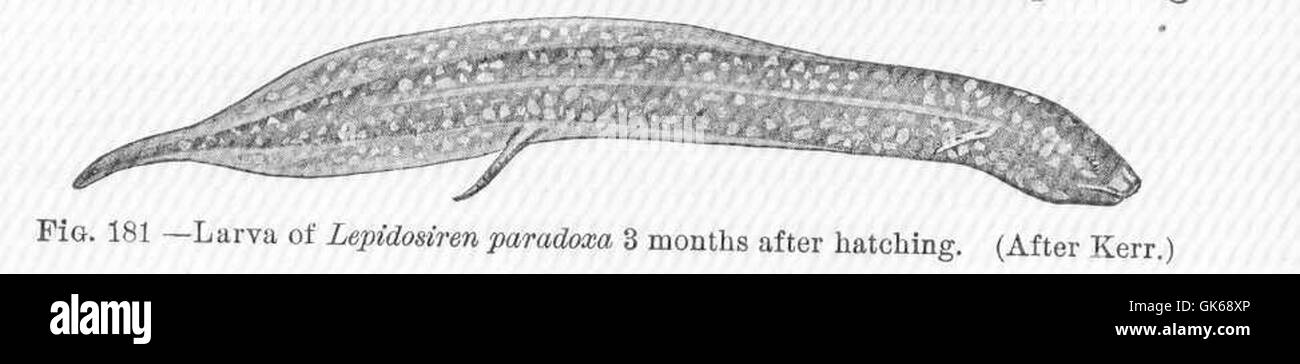 Respiratory system fish hi-res stock photography and images - Alamy
