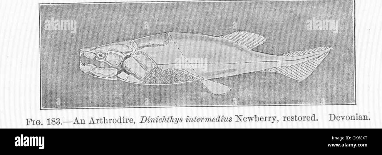 Dinichthys hi-res stock photography and images - Alamy