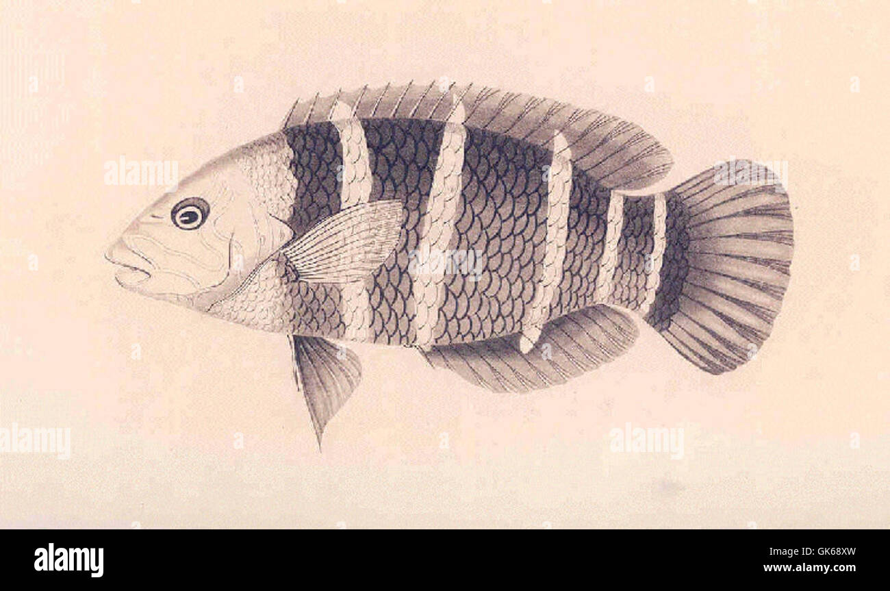 Quinque hi-res stock photography and images - Alamy