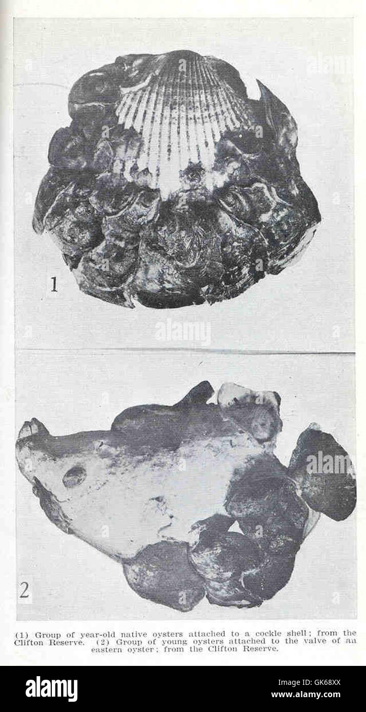 A group of year-old native oysters attached to a cockle shell, from the ...