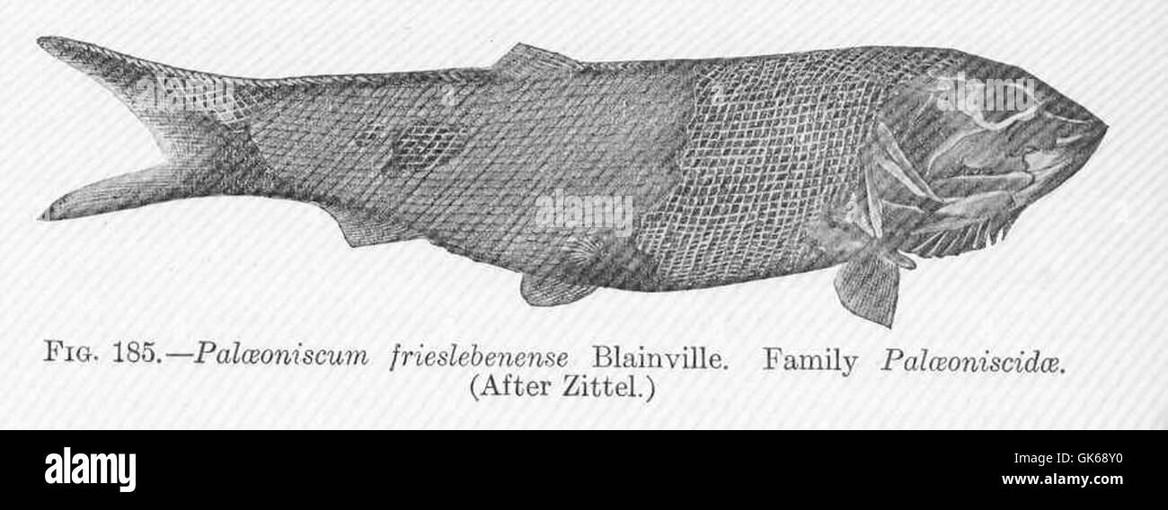 Palaeoniscidae hi-res stock photography and images - Alamy