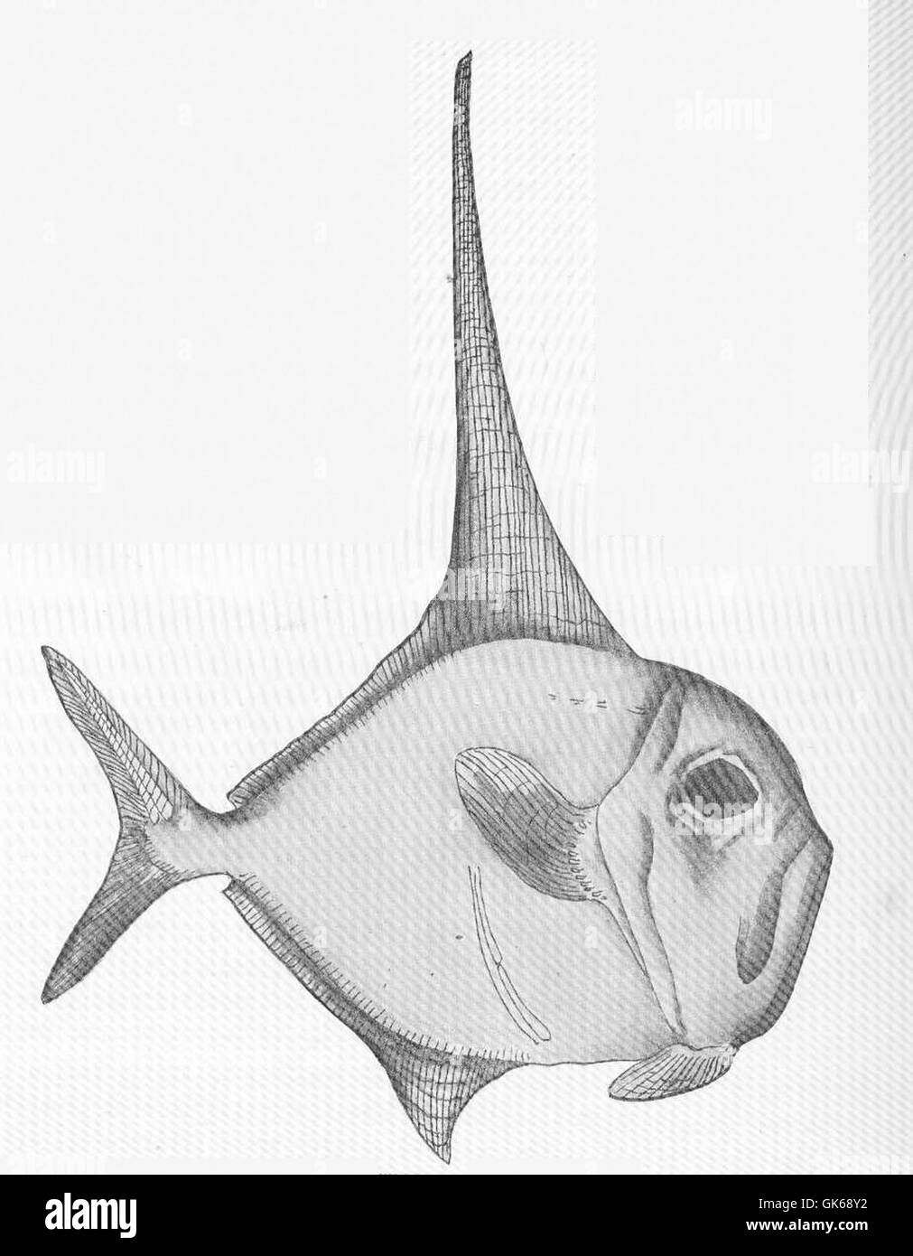 Dorypterus hoffmani Germar is an extinct species of extinct ray-finned ...