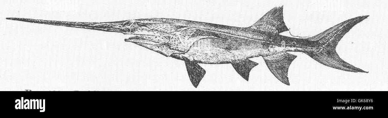 The paddlefish, Polyodon spathula, native to the Ohio River, is ...