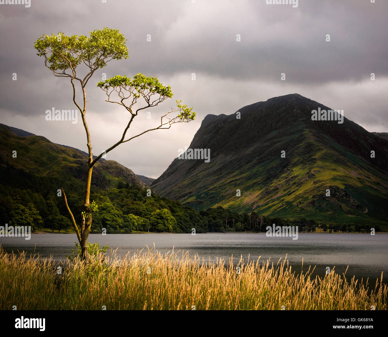 Lone tree Buttermere lake district Cumbria England Stock Photo - Alamy