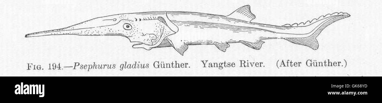 *Psephurus gladius*, also known as the Chinese paddlefish, is an ...