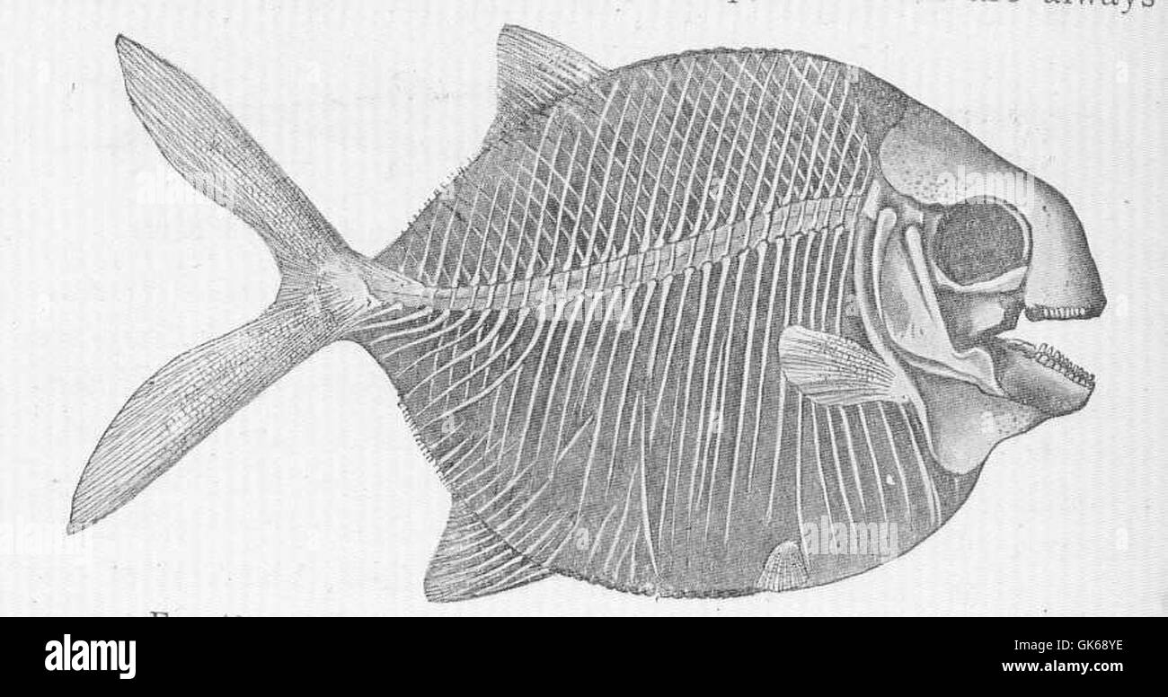Gyrodus hexagonus, a species within the family Pycnodontidae, is ...