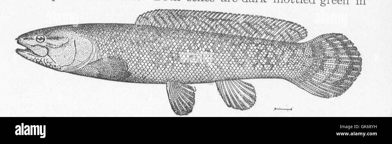 51735 Bowfin (female) Amia calva Linnaeus Lake Michigan Stock Photo - Alamy