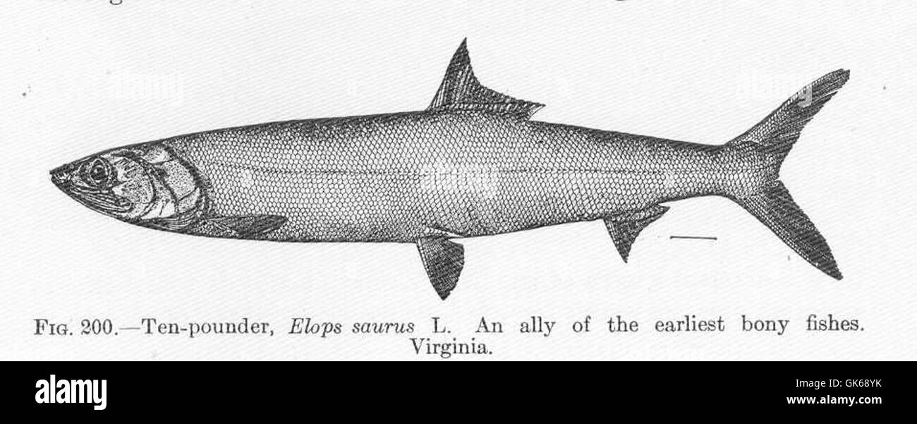 Elops saurus, commonly known as the ten-pounder, is a species of fish ...