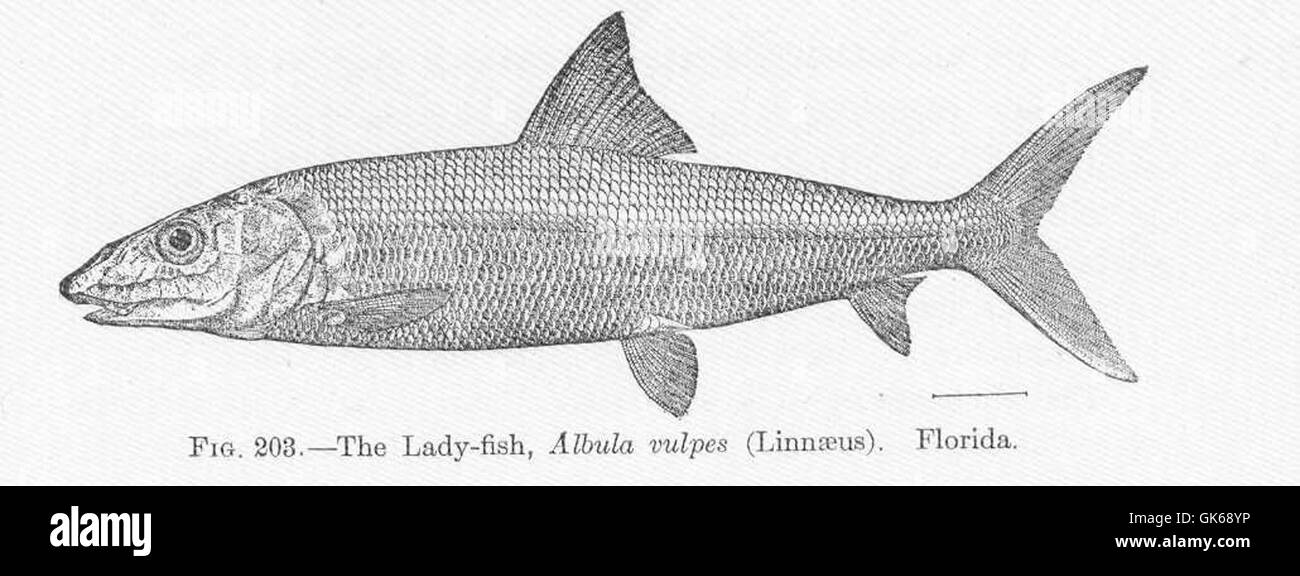 Images Of Lady Fish