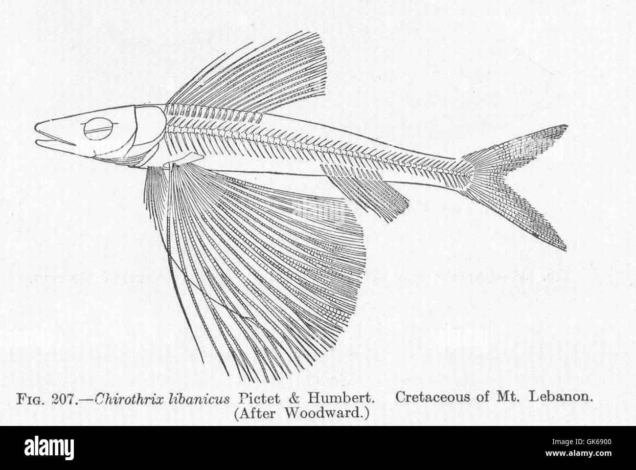 Crustacean and evolution Black and White Stock Photos & Images - Alamy