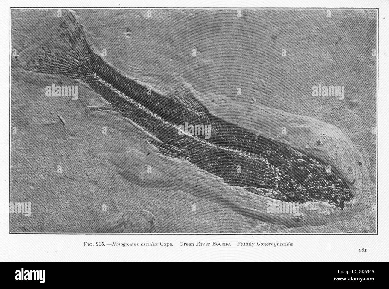 Notogoneus osculus, a species of prehistoric fish from the Eocene ...