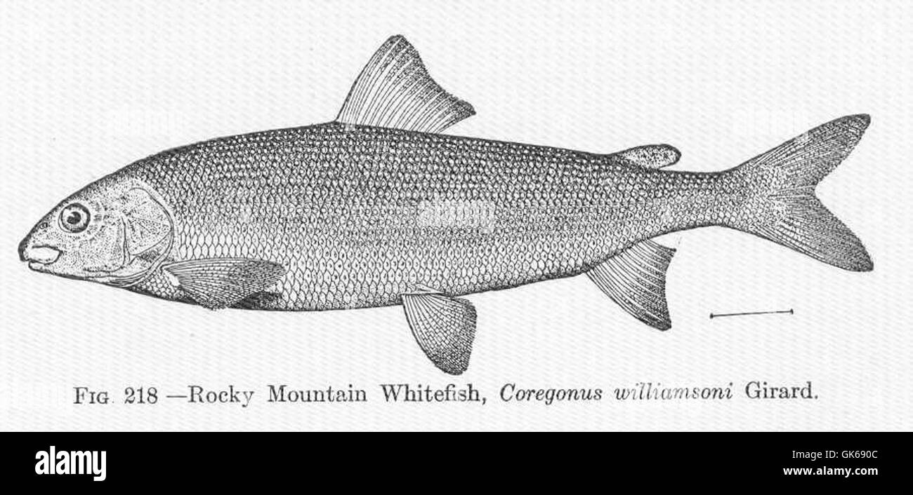 The Rocky Mountain whitefish (*Coregonus williamsoni*) is a freshwater ...