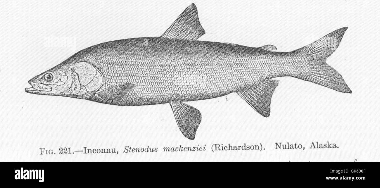 Inconnu (Stenodus mackenziei), a large fish native to Alaska, is known ...