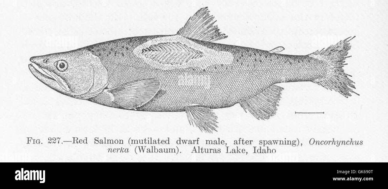 Mutilated pages hi-res stock photography and images - Alamy