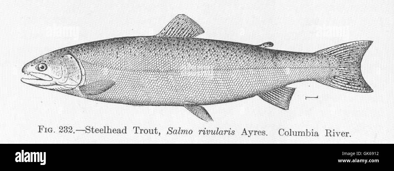 Salmo rivularis, commonly known as Steelhead Trout, is found in the ...