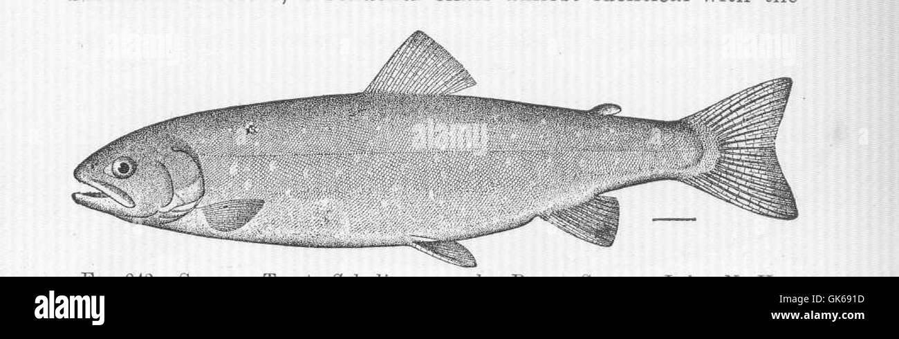 Trout fishing lakes Black and White Stock Photos & Images - Alamy