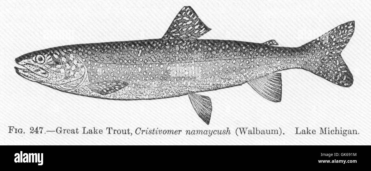 The Great Lake trout (*Cristivomer namayeush*) is native to Lake ...