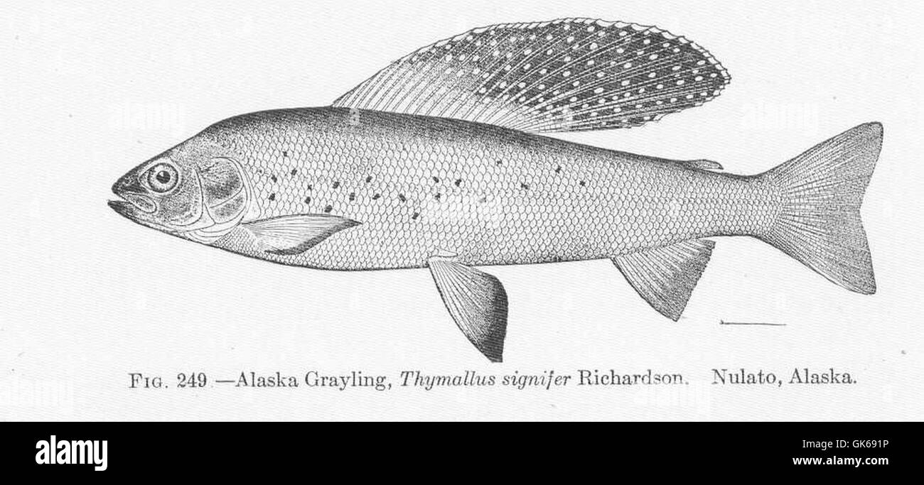 The Alaska Grayling (Thymallus signifer), native to the waters of ...