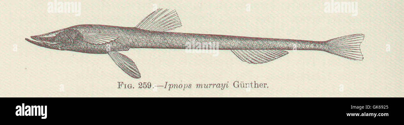 Fish species identified hi-res stock photography and images - Alamy