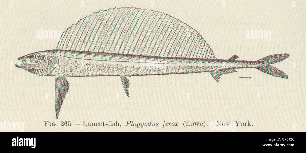 Lancetfish Facts