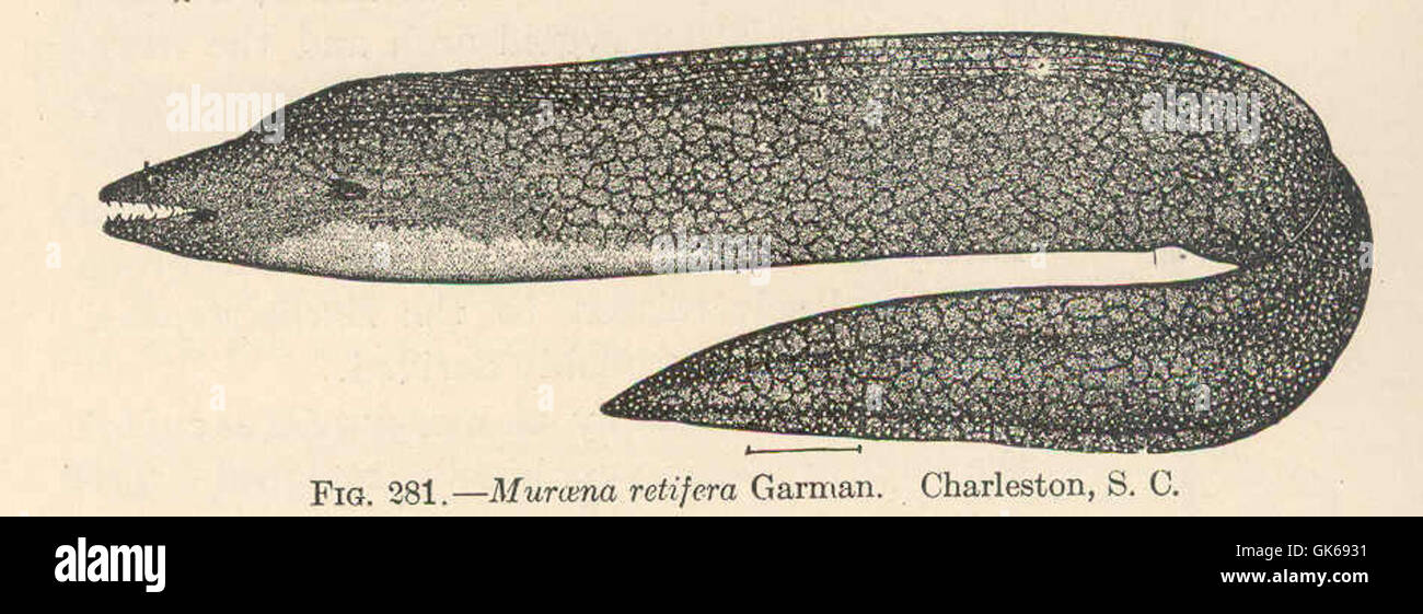 Muraena retifera, also known as the spotted moray eel, was studied in ...