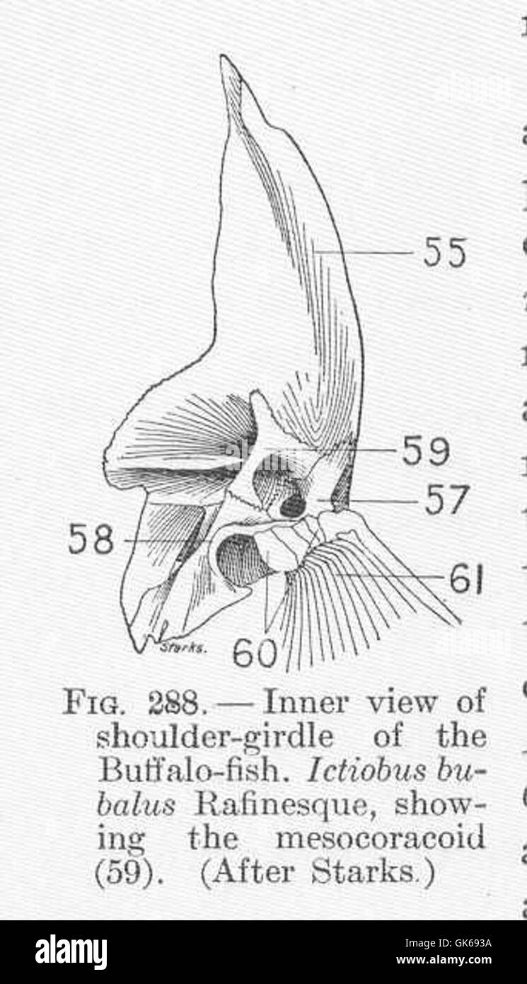 Girdle view Black and White Stock Photos & Images - Alamy